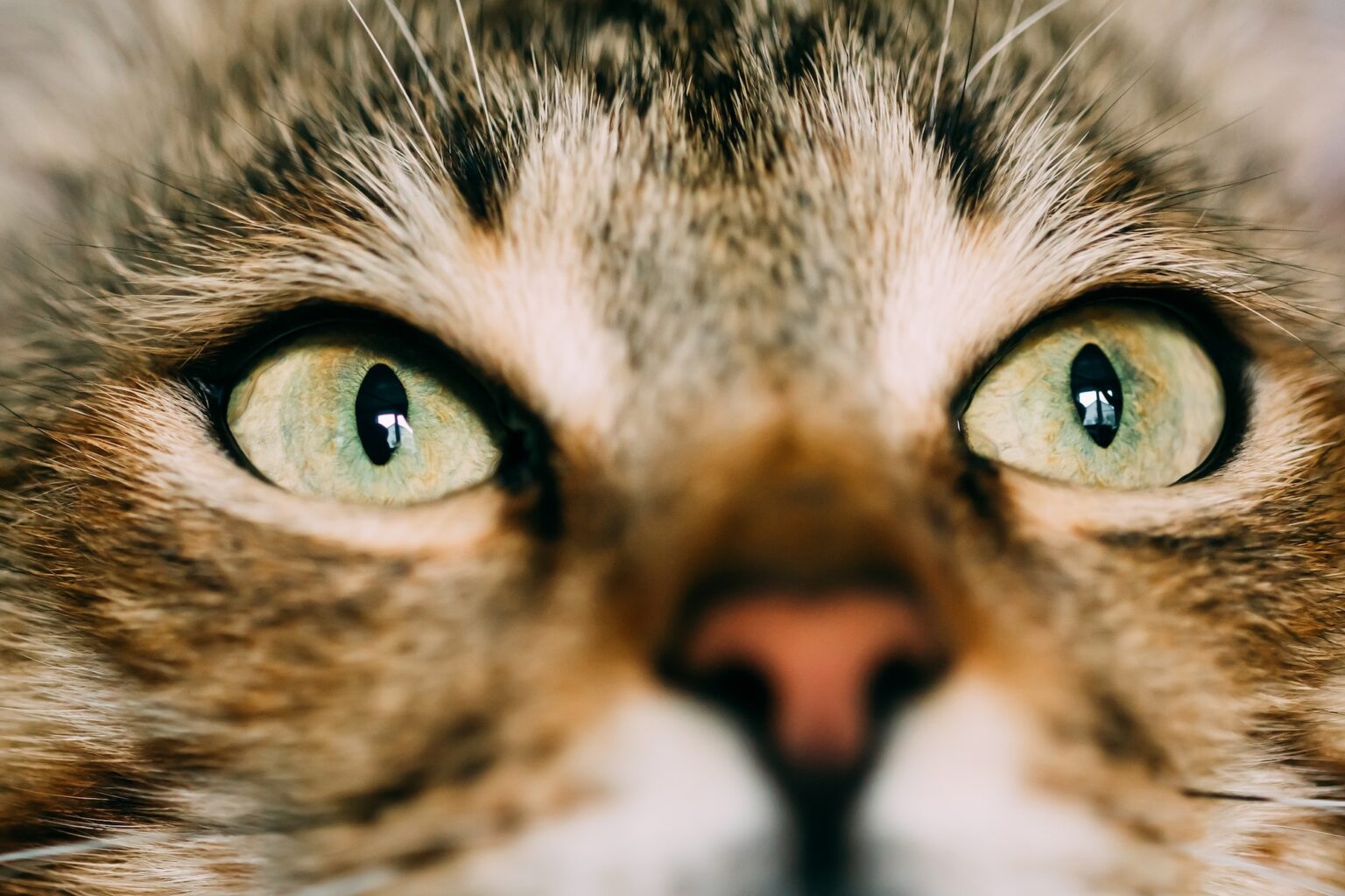 Comment voit un chat ? - FlairAssur.com